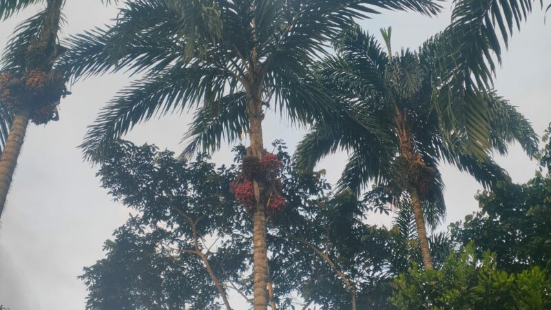 La I edición de la chonta FEST se realizará en el barrio las Chontas ...