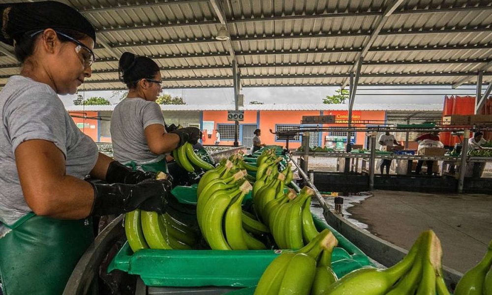 Productores de banano se beneficiarán de microcréditos para prevenir ...