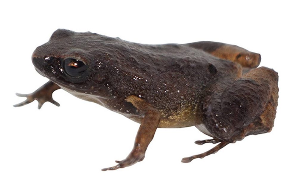 Se describe nueva especie de rana de hojarasca que rinde homenaje al ...